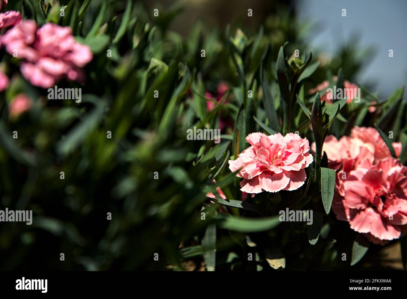Carnation in different colors with leaves seen up close Stock Photo - Alamy