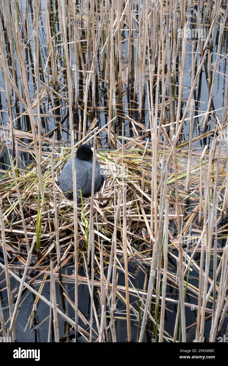 Eurasian coot is nesting on a nest hidden among reed stems in a wetland ...