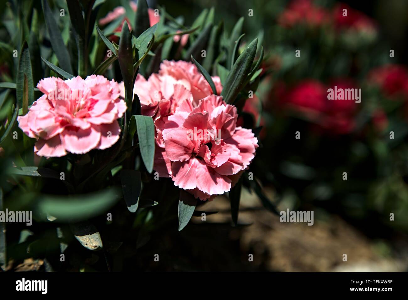 Carnation in different colors with leaves seen up close Stock Photo - Alamy