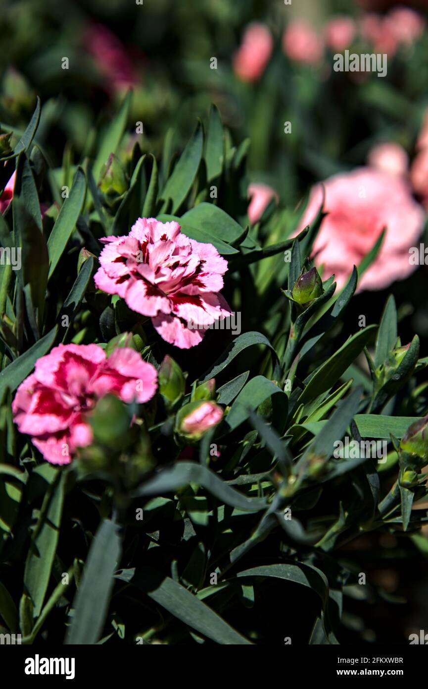 Carnation in different colors with leaves seen up close Stock Photo - Alamy