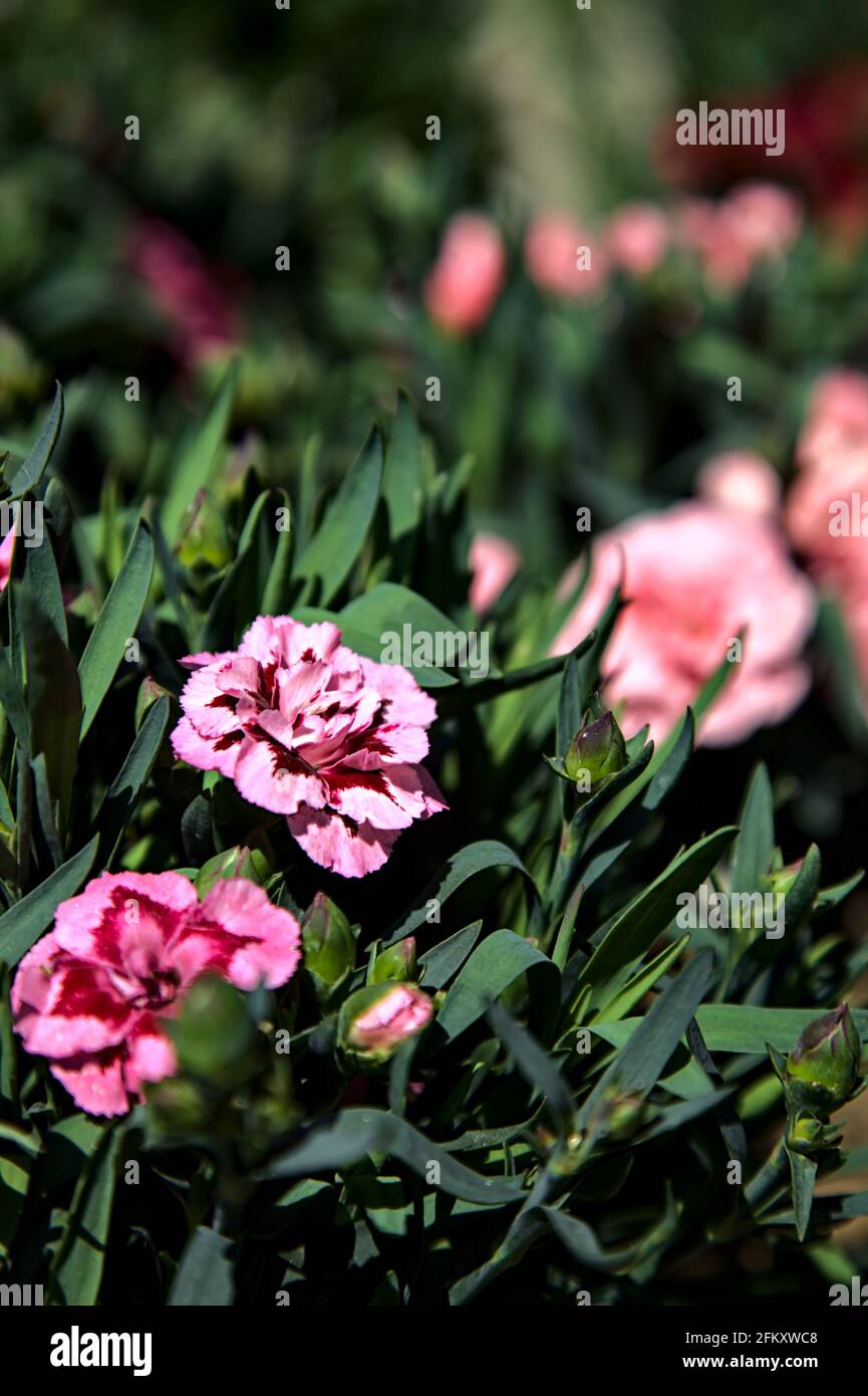 Carnation in different colors with leaves seen up close Stock Photo - Alamy
