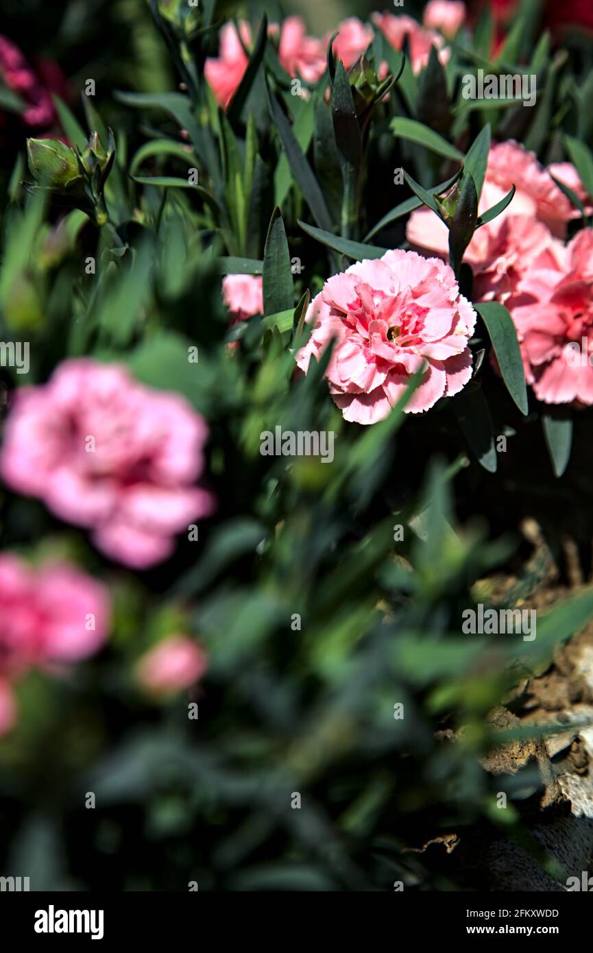 Carnation in different colors with leaves seen up close Stock Photo - Alamy