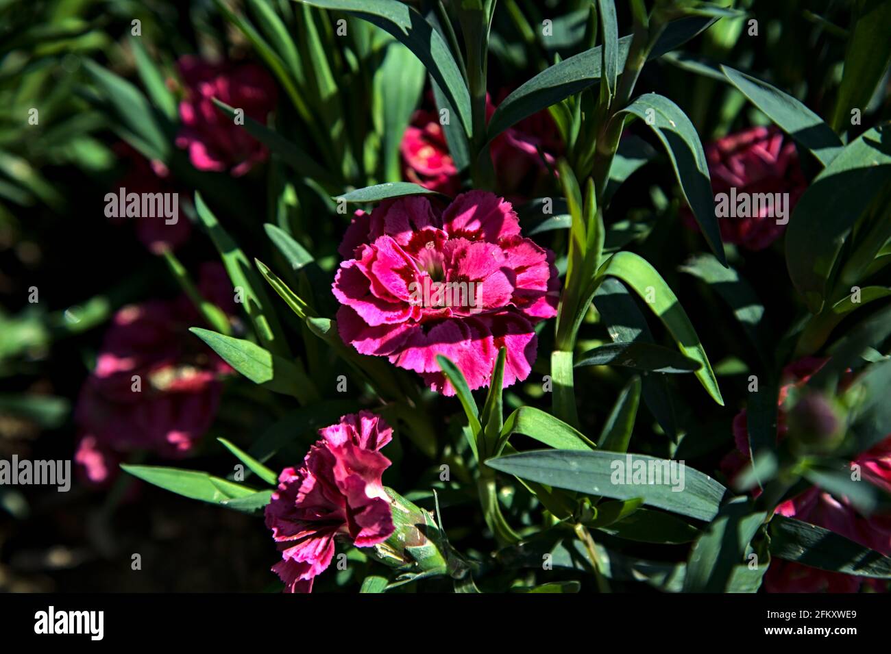 Carnation in different colors with leaves seen up close Stock Photo - Alamy