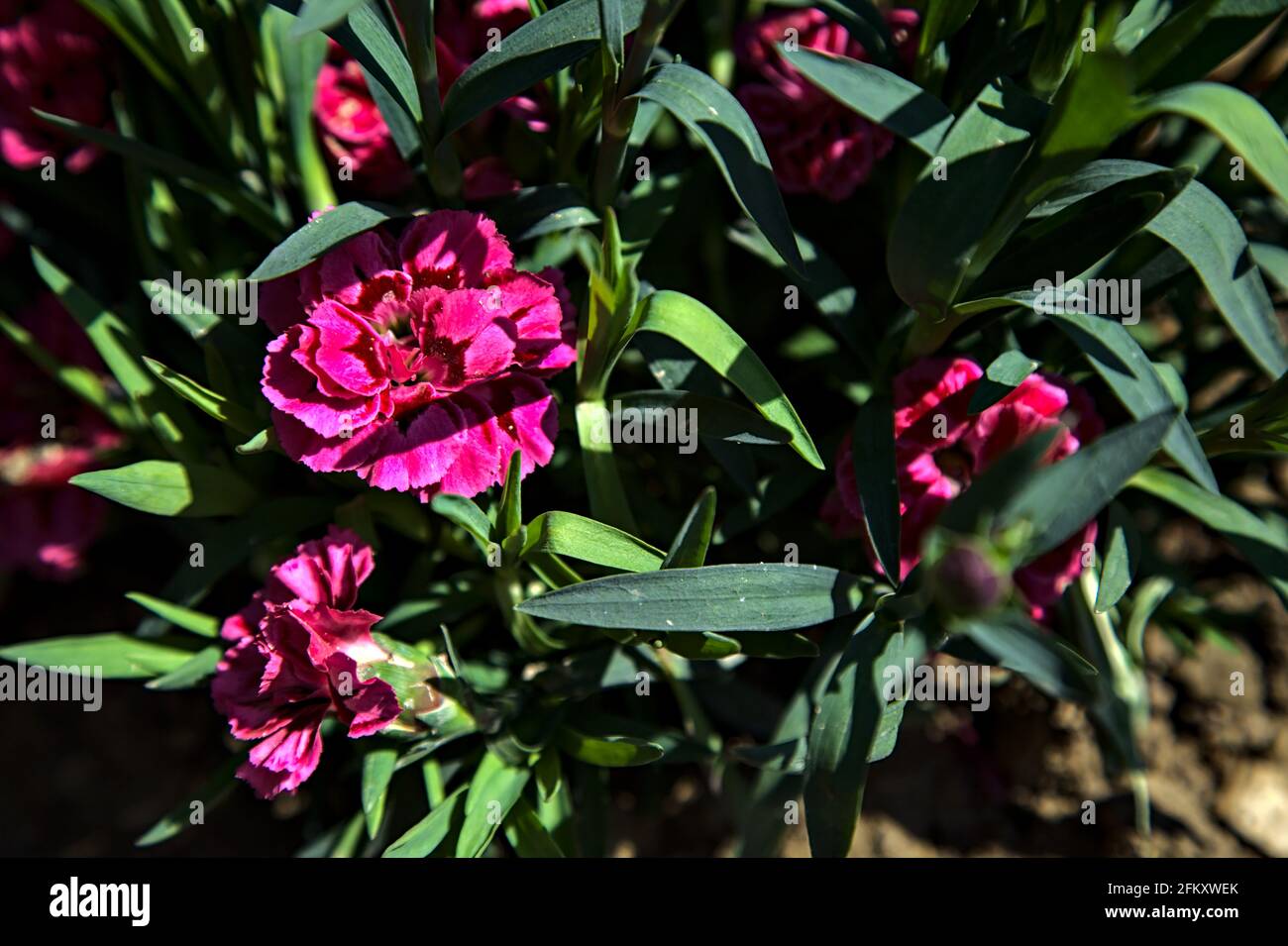 Carnation in different colors with leaves seen up close Stock Photo - Alamy