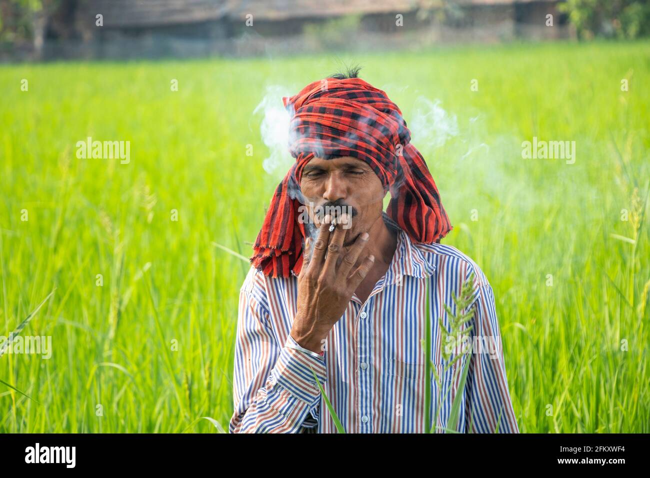 Indian Rural farmer smoking In Rice Field Stock Photo - Alamy