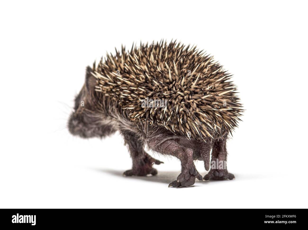 Back view of a Young European hedgehog walking away isolated on white ...