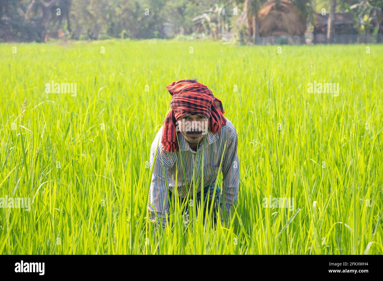 Full Length Of Indian Farmer Working In Rice Field Stock Photo - Alamy