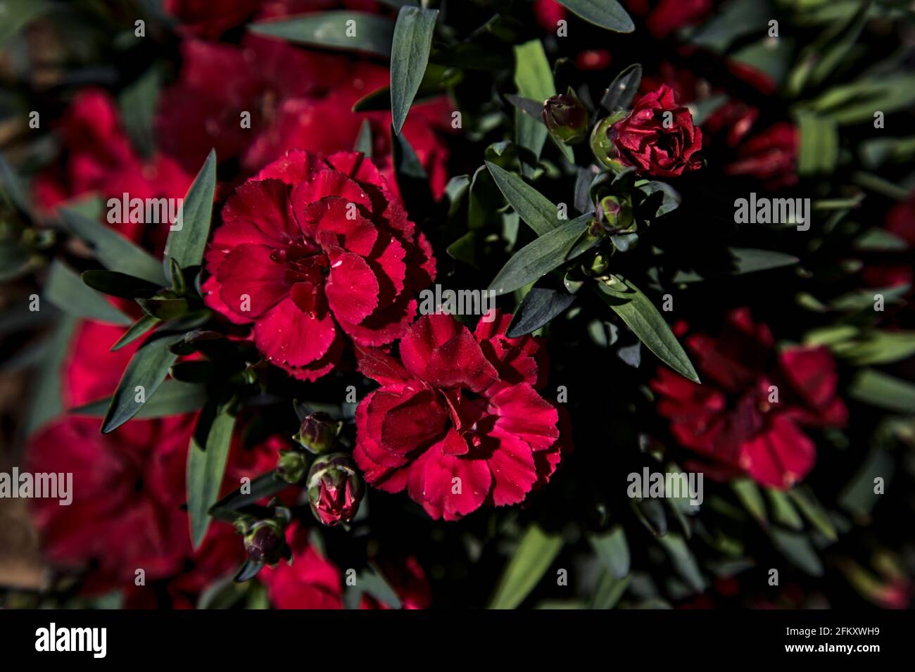Carnation in different colors with leaves seen up close Stock Photo - Alamy