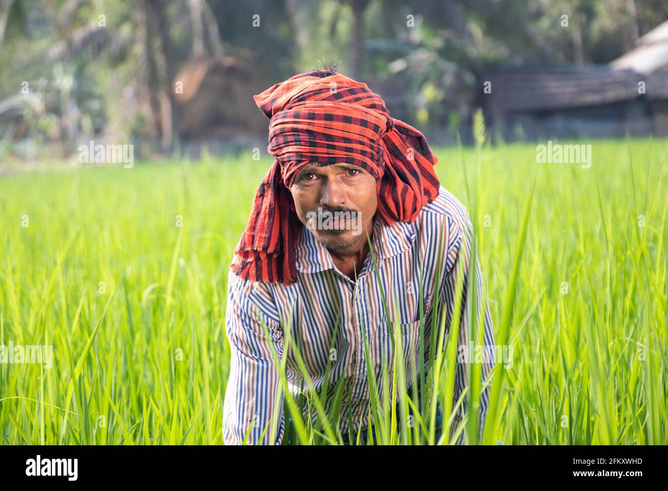 Indian Farmer Working In Rice Field Stock Photo - Alamy
