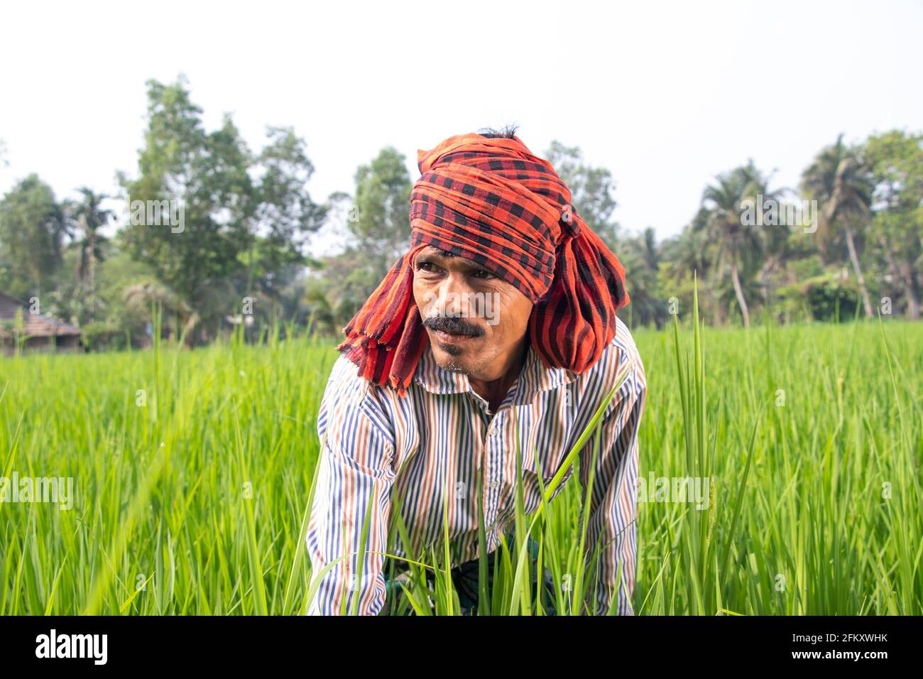 Indian farmer working in rice hi-res stock photography and images - Alamy