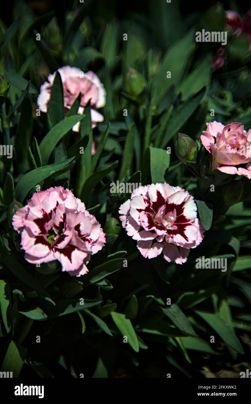 Carnation in different colors with leaves seen up close Stock Photo - Alamy