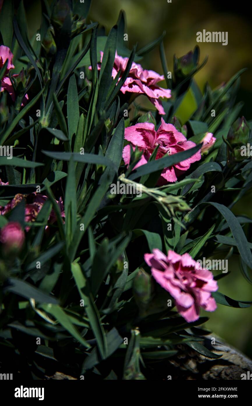 Carnation in different colors with leaves seen up close Stock Photo - Alamy