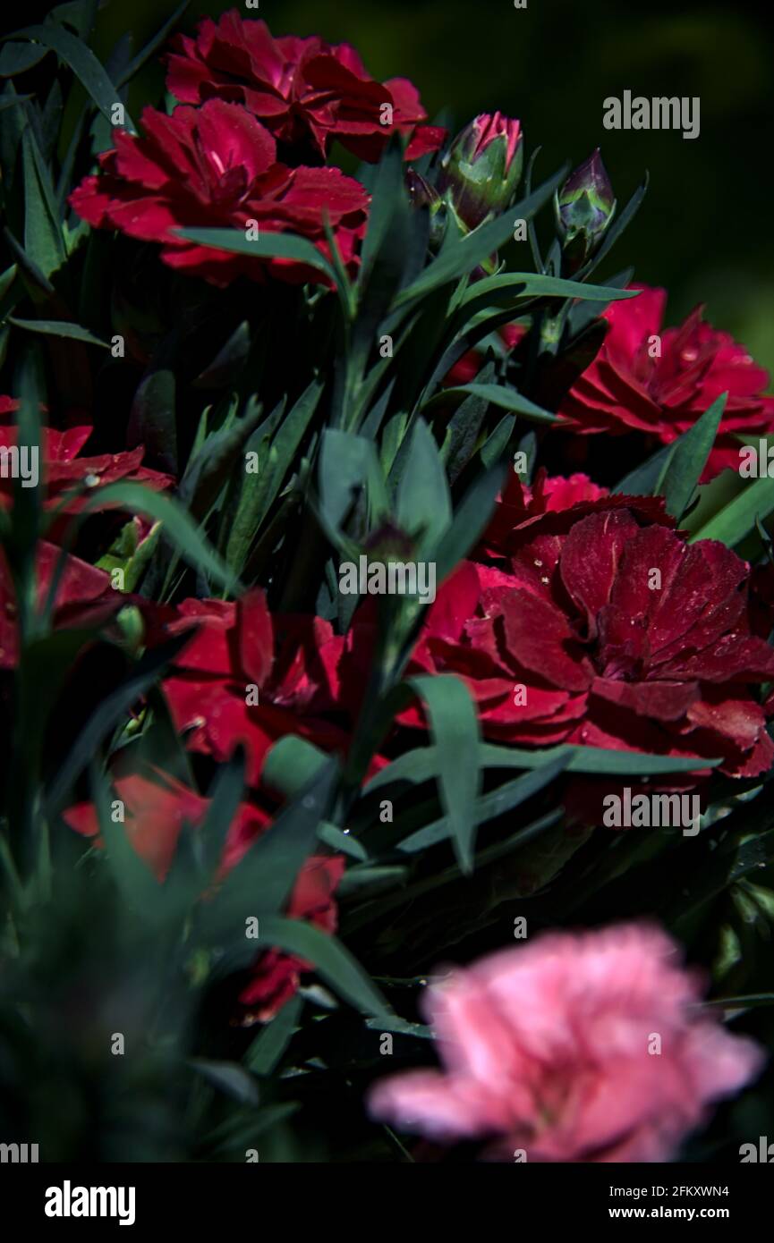 Carnation in different colors with leaves seen up close Stock Photo - Alamy