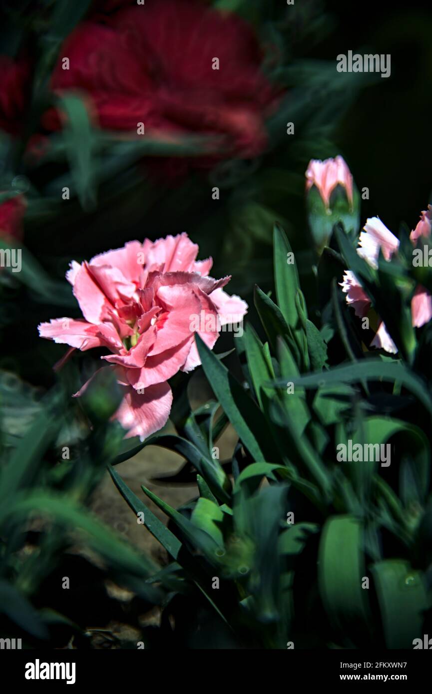 Carnation in different colors with leaves seen up close Stock Photo - Alamy