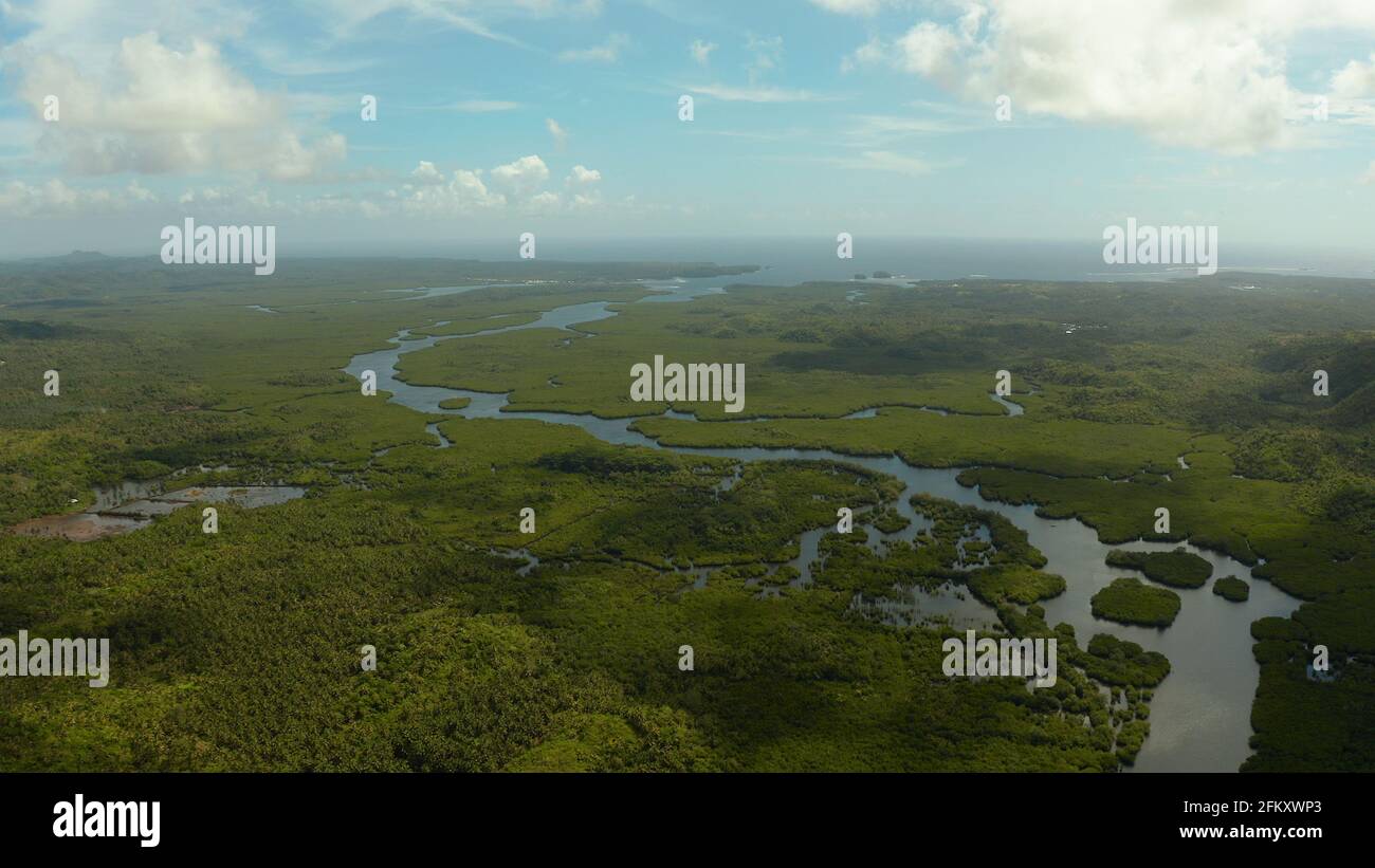 River in tropical mangrove green tree forest top view. Mangrove jungles ...