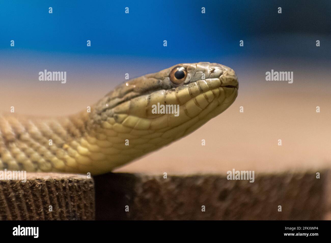Selective focus shot of a brown snake head Stock Photo - Alamy