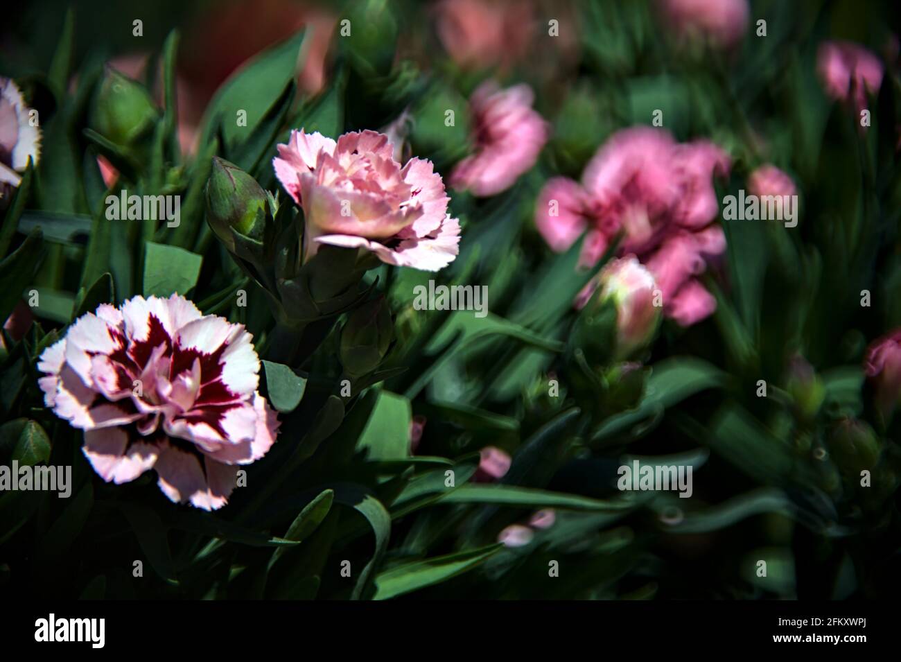 Carnation in different colors with leaves seen up close Stock Photo - Alamy