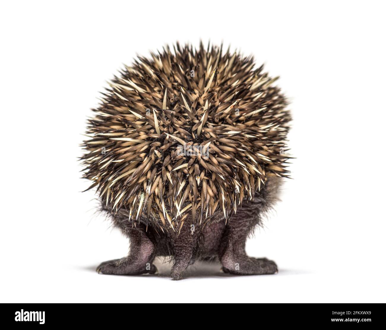Back view of a Young European hedgehog isolated on white Stock Photo ...
