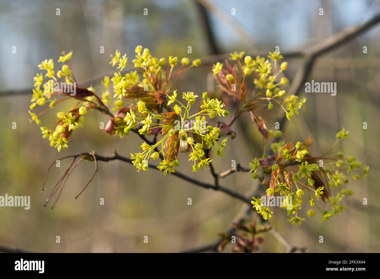 Norway maple, Acer platanoides spring flowers closeup selective focus ...
