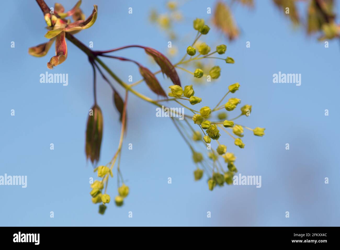 Norway maple, Acer platanoides spring flowers closeup selective focus ...