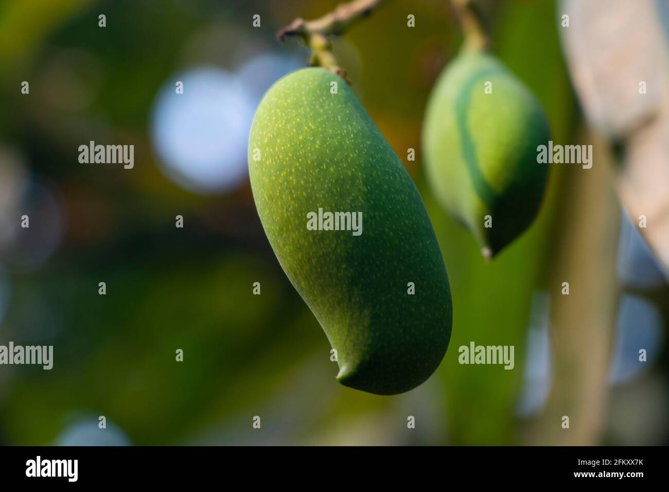 Close-Up Of Mango Fruits Growing On Tree Branch Stock Photo - Alamy