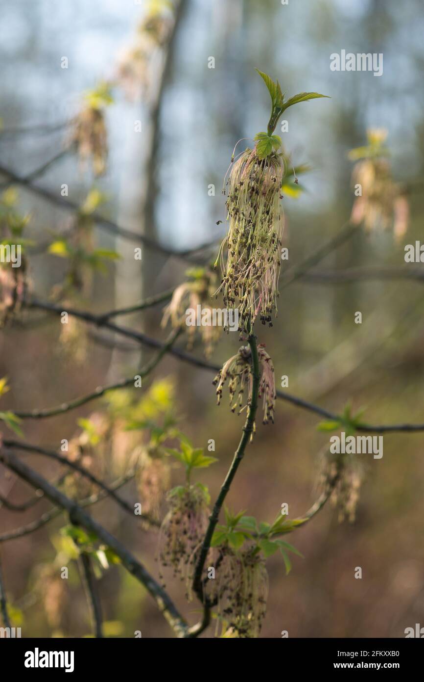 spring acer negundo, box elder, boxelder maple flowers and young leaves ...