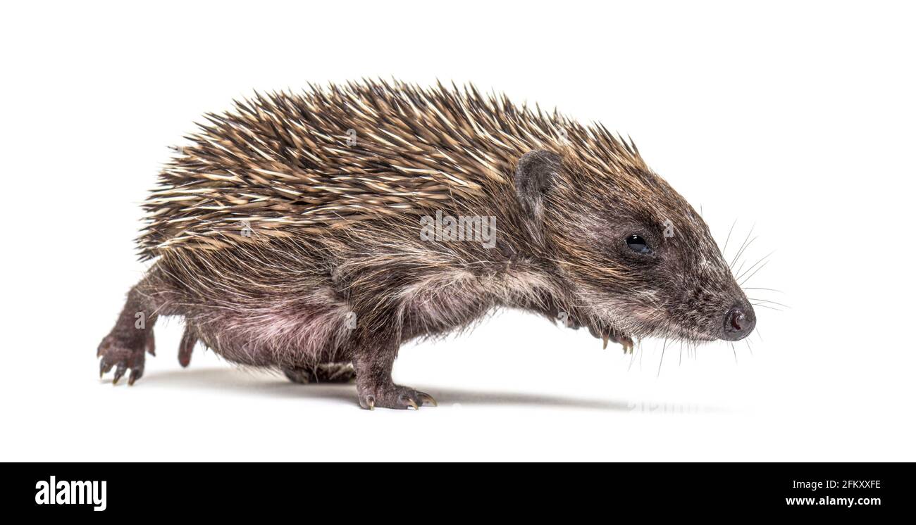 Young European hedgehog walking on a white background Stock Photo - Alamy