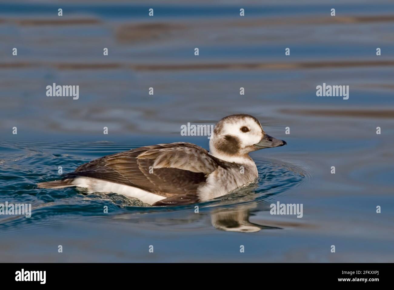 A swimming long tailed duck hi-res stock photography and images - Alamy