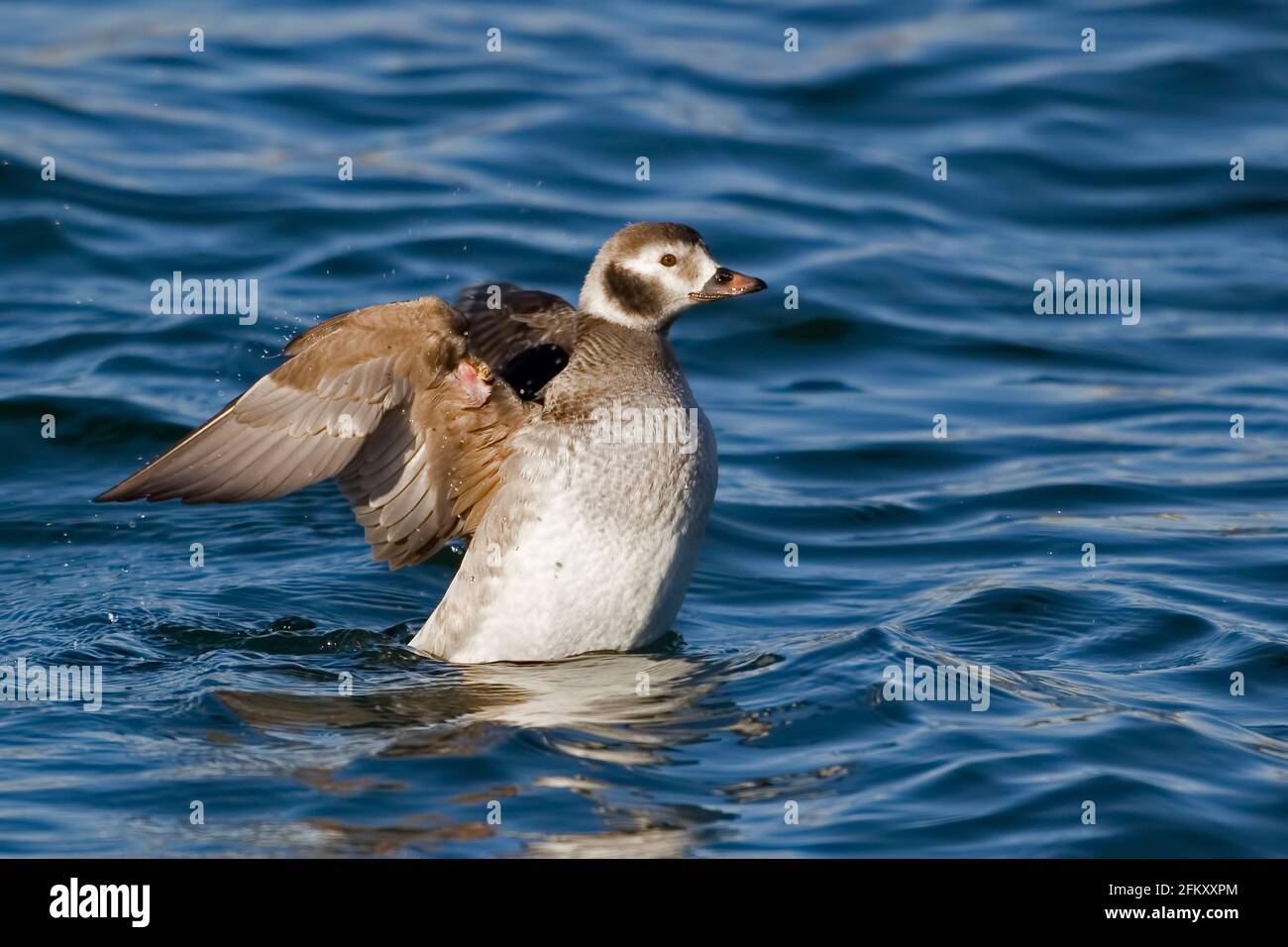 A Female Long-tailed Duck, Clangula hyemalis, stretching wings Stock ...