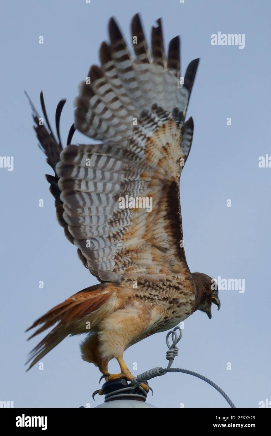 Red-tailed hawk taking flight Stock Photo - Alamy