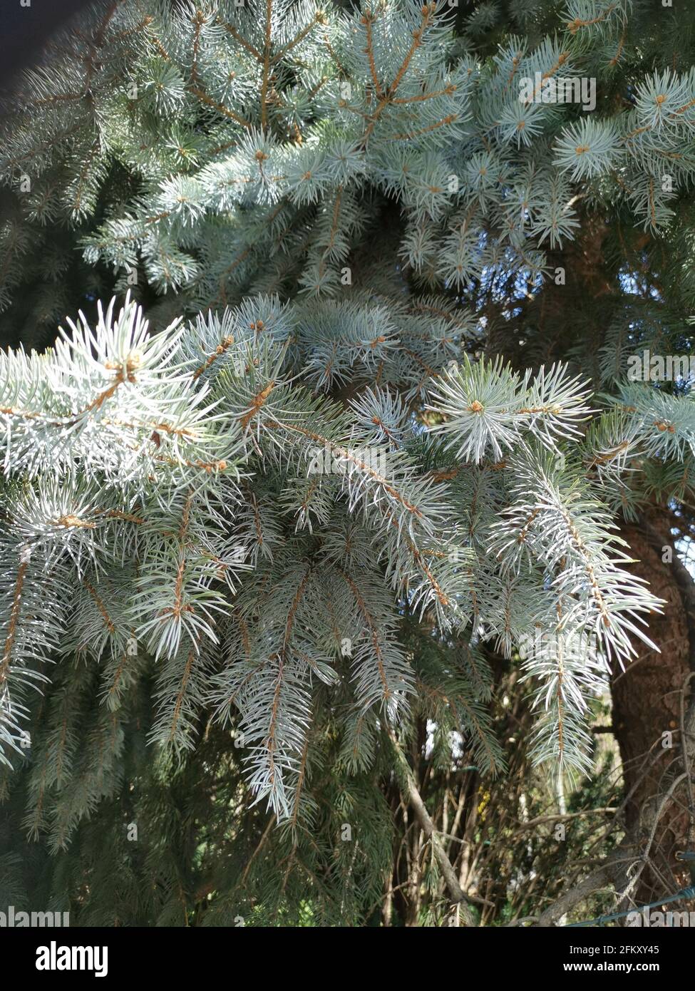 Vertical shot of a pine tree branches on a sunny day Stock Photo - Alamy