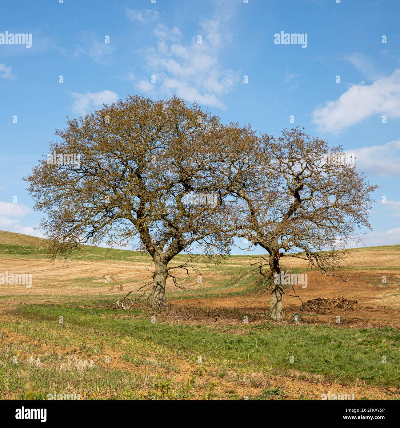 Butting trees hi-res stock photography and images - Alamy