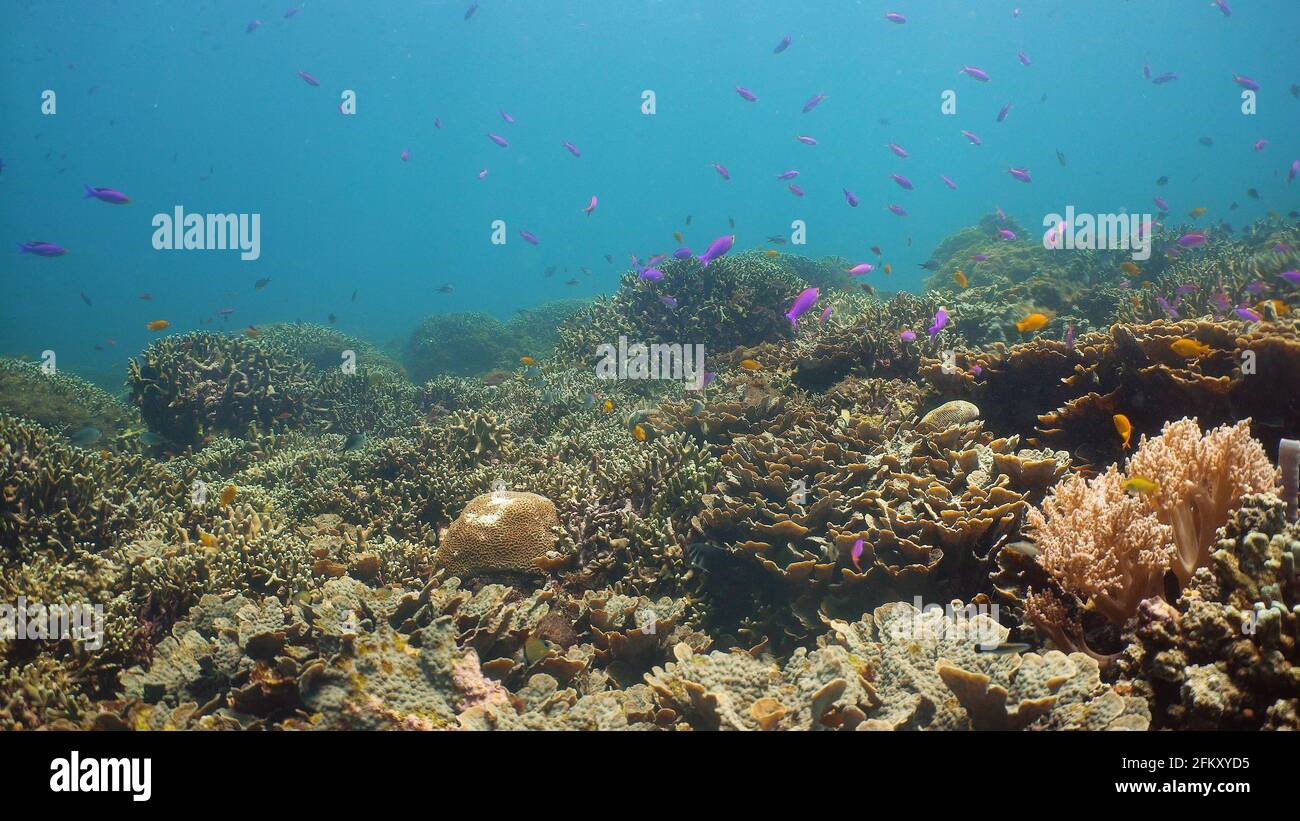 Tropical coral reef seascape with fishes, hard and soft corals ...