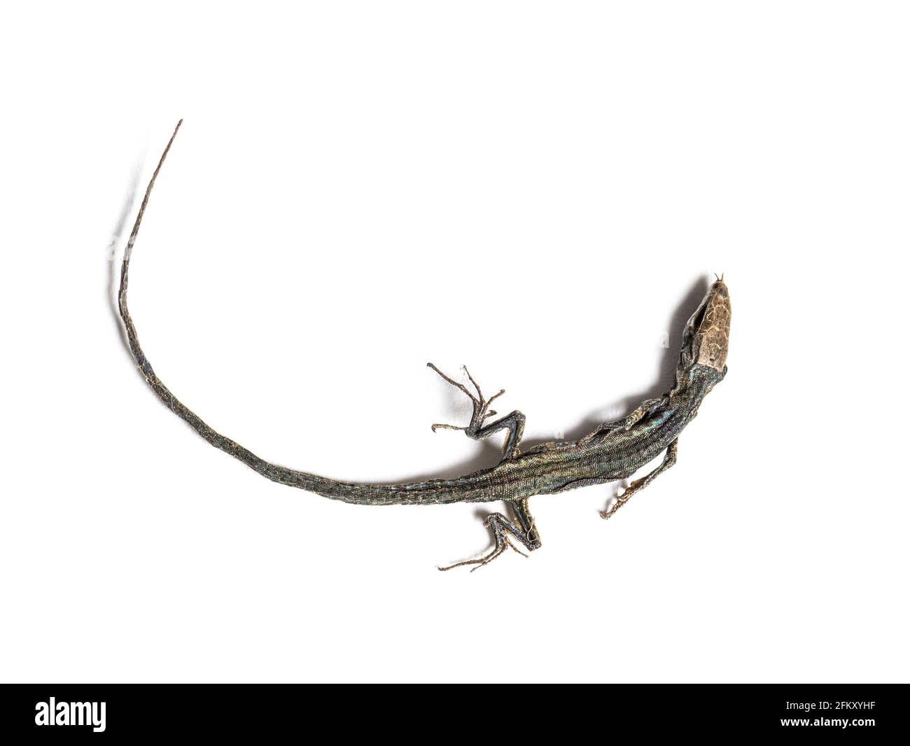 Dead Common wall lizard in state of decomposition Stock Photo - Alamy