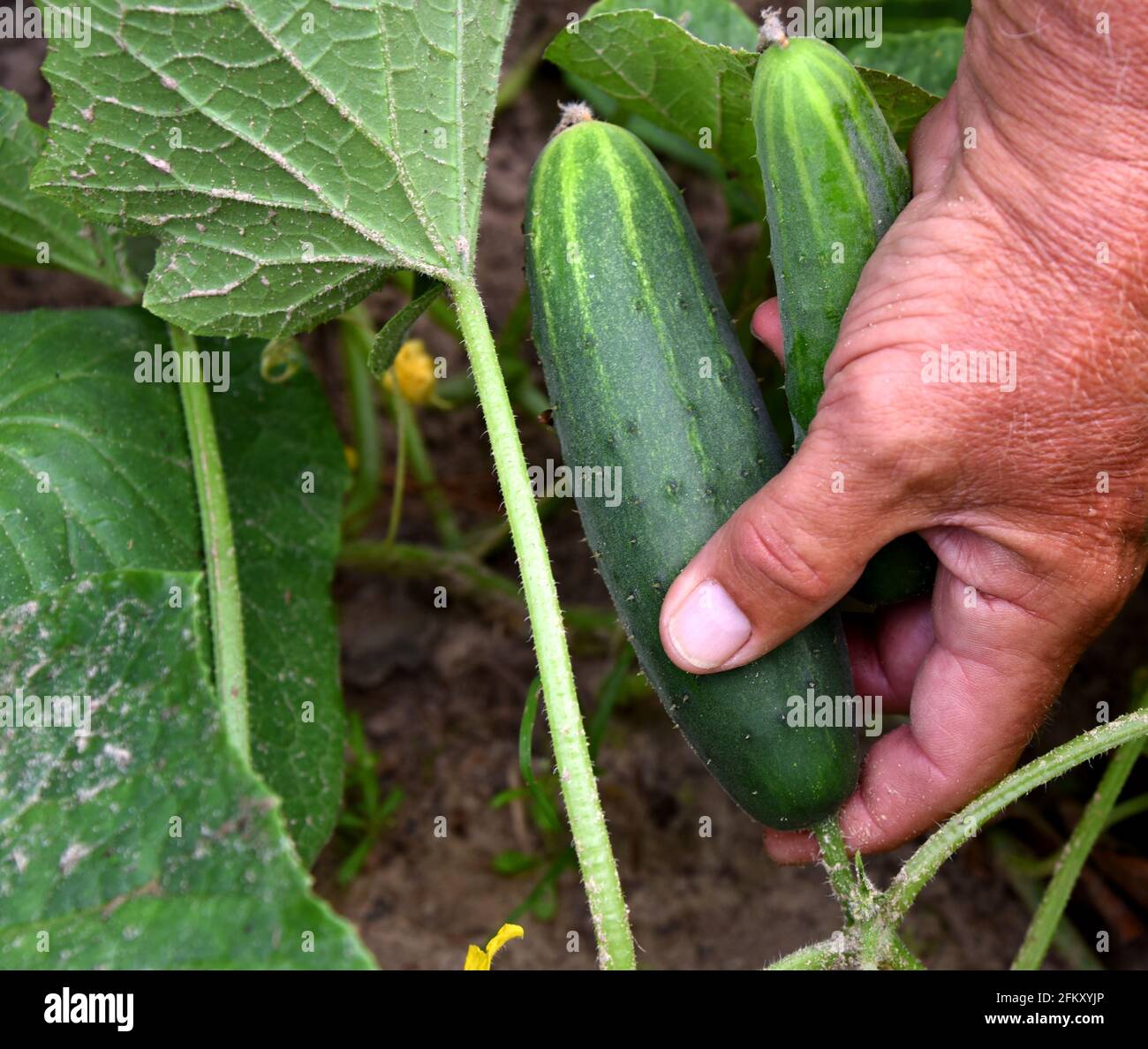Hand holds two cucumbers hi-res stock photography and images - Alamy