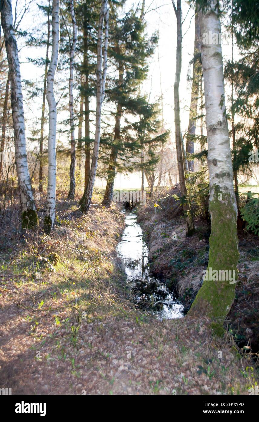 A stream flowing in the forest between trees with view of the rays of ...