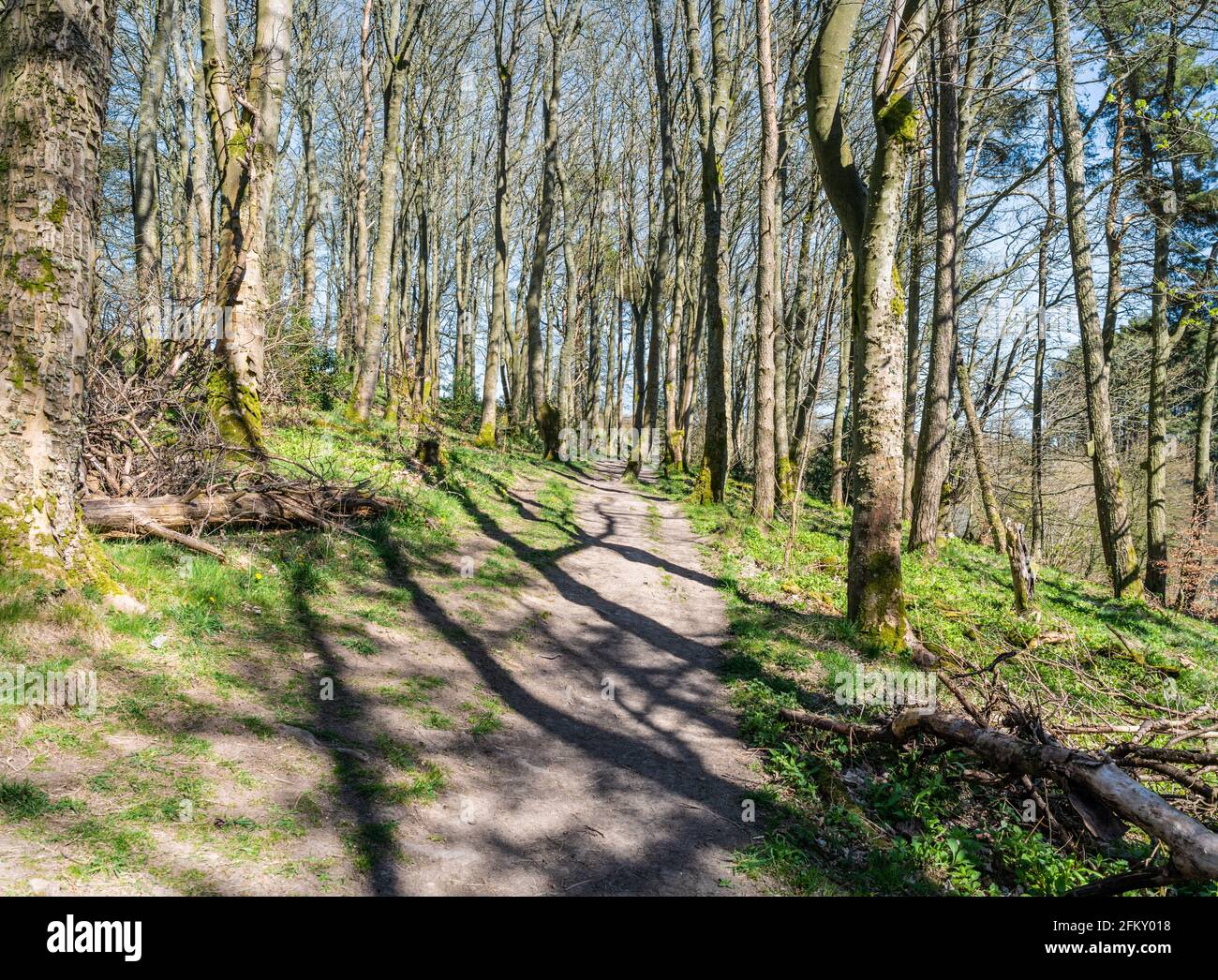 Footpath in Lindean nature reserve in spring in the Scottish Borders ...