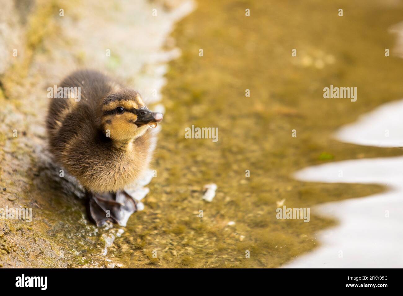 Cute little Duckling beside alongside the water side of a pond Stock ...
