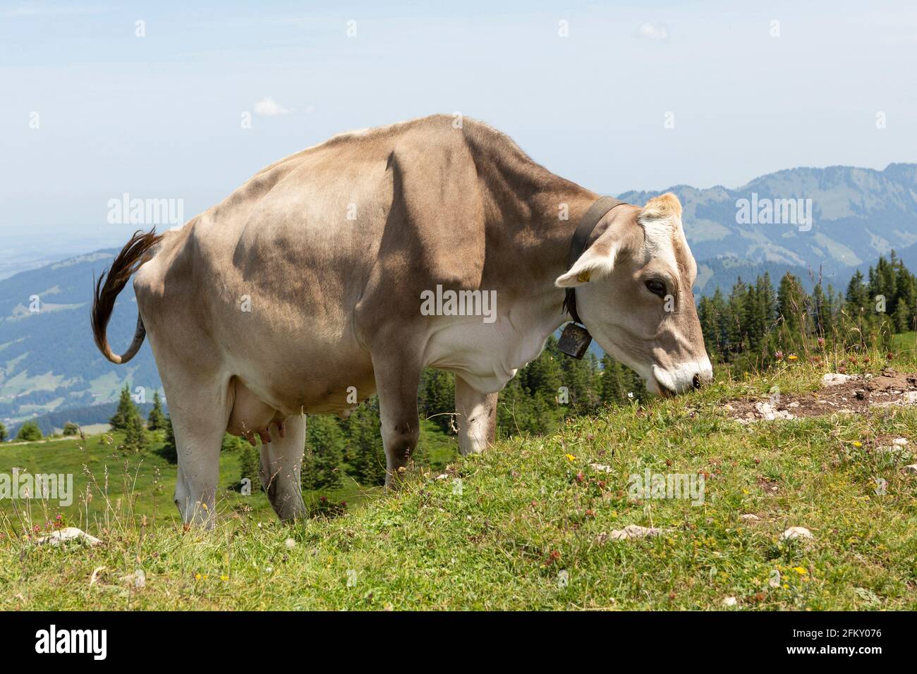Cow, Braunvieh On An Alp Stock Photo - Alamy