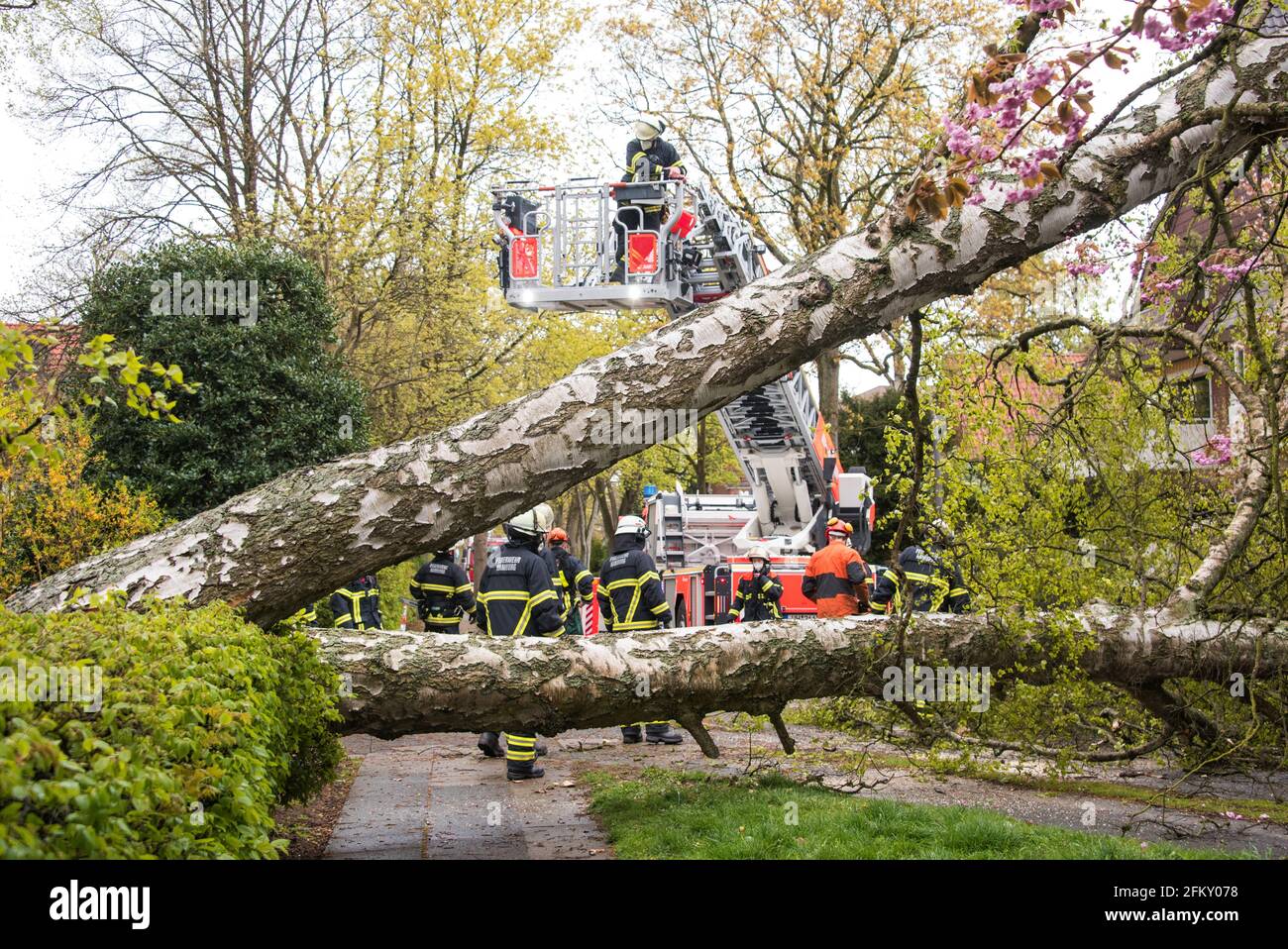 Hamburg, Germany. 04th May, 2021. Firefighters secure a fallen birch ...