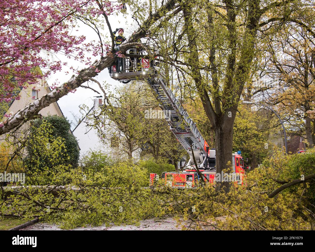 Hamburg, Germany. 04th May, 2021. Firefighters secure a fallen birch ...