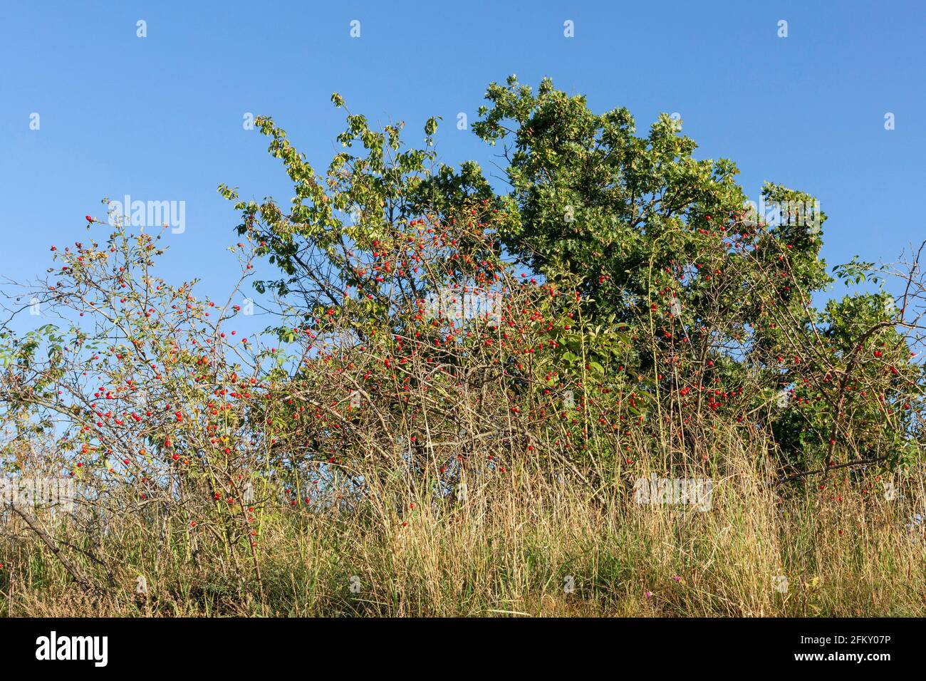 Conservation of hedges hi-res stock photography and images - Alamy