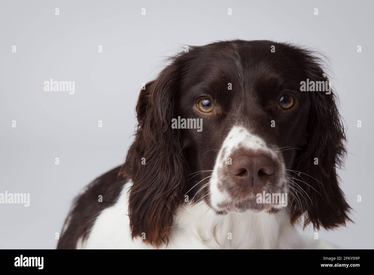 Liver and white english springer spaniel on a white backdrop Stock ...