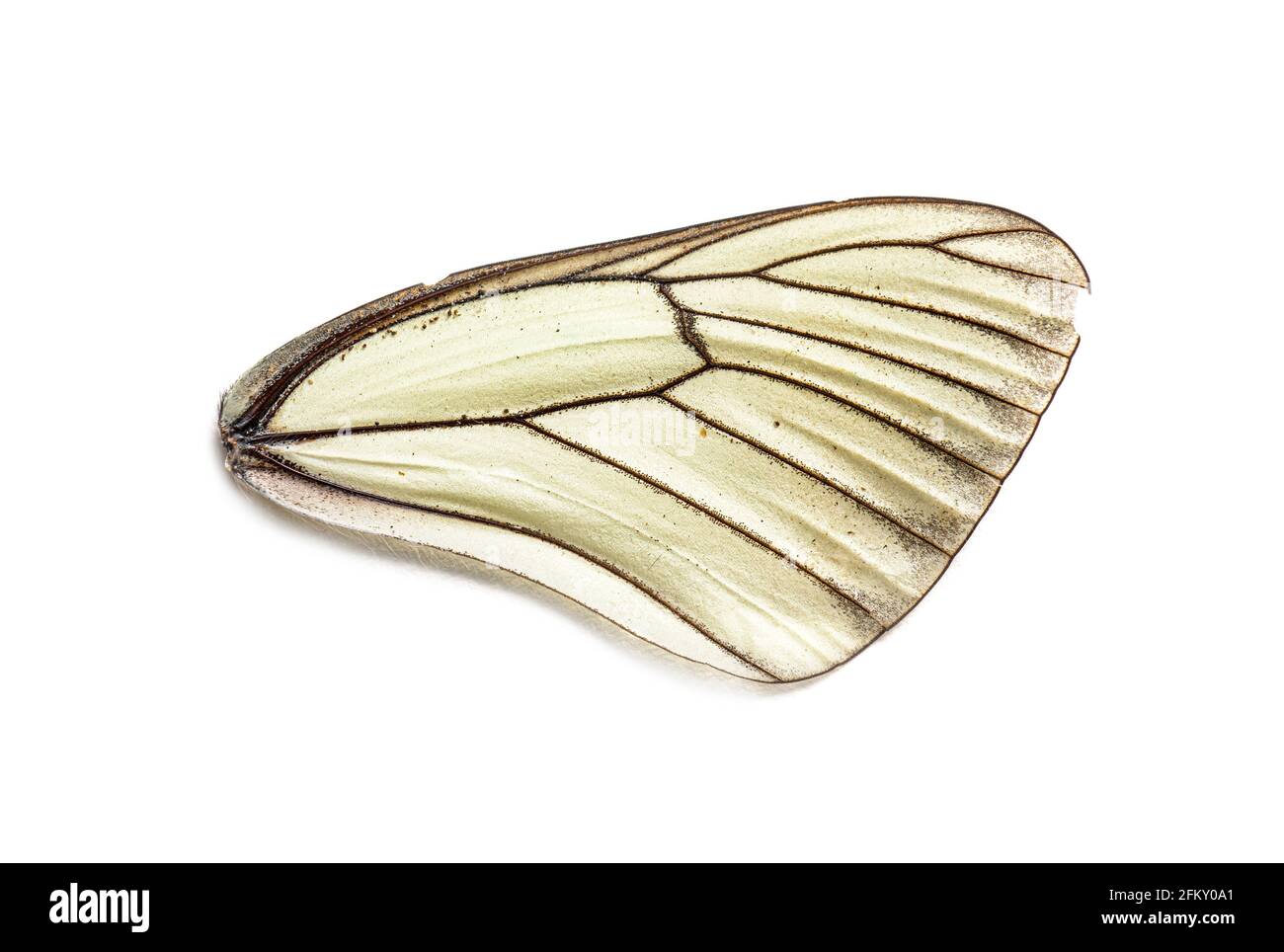 Dead butterfly wing hi-res stock photography and images - Alamy
