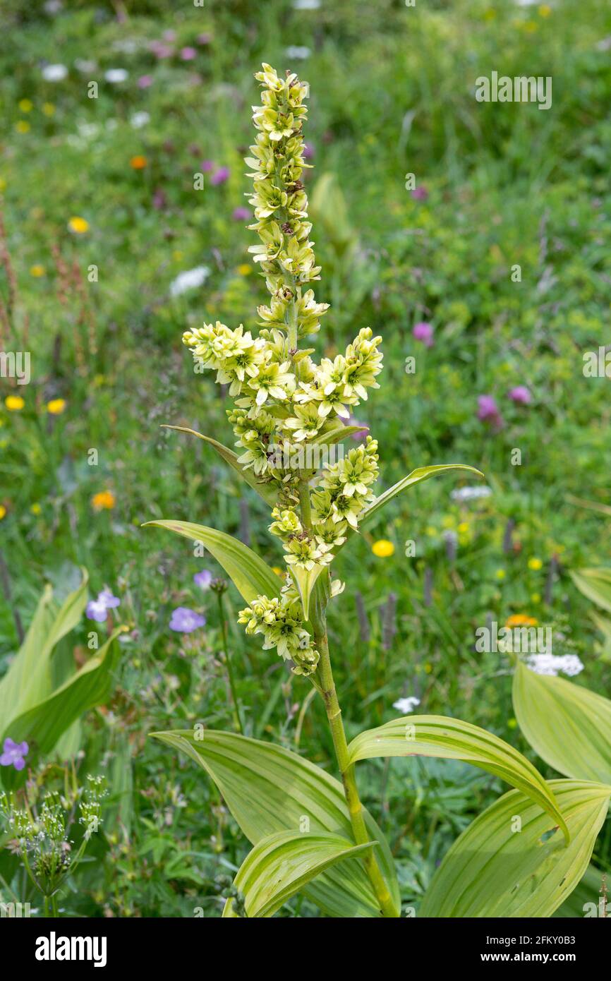 Germergewachs hi-res stock photography and images - Alamy