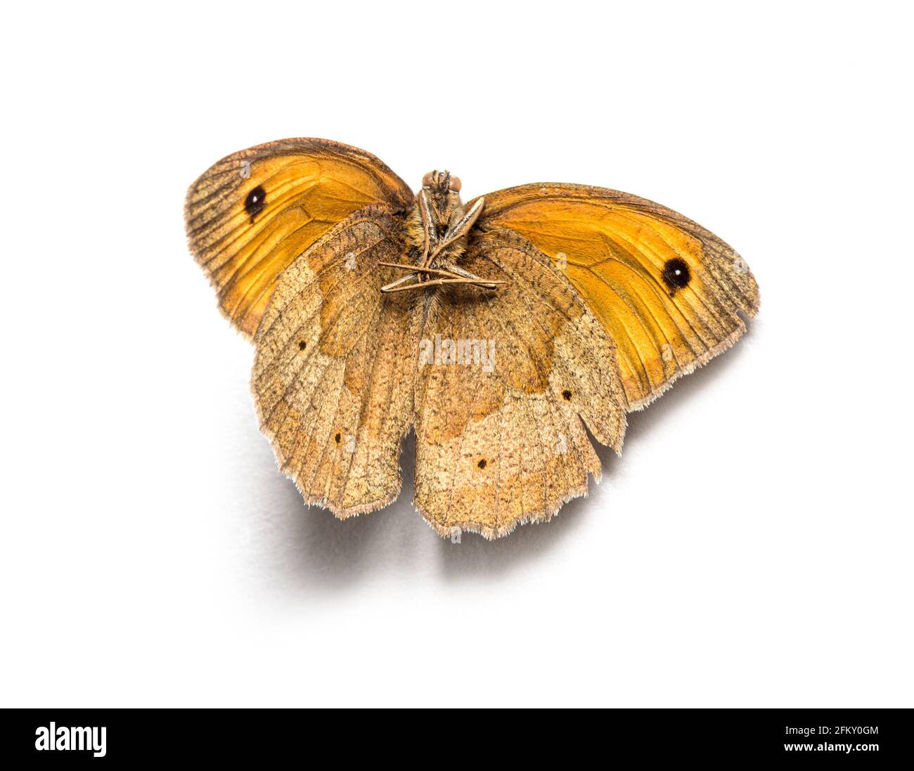 Dead butterfly In state of decomposition Stock Photo - Alamy