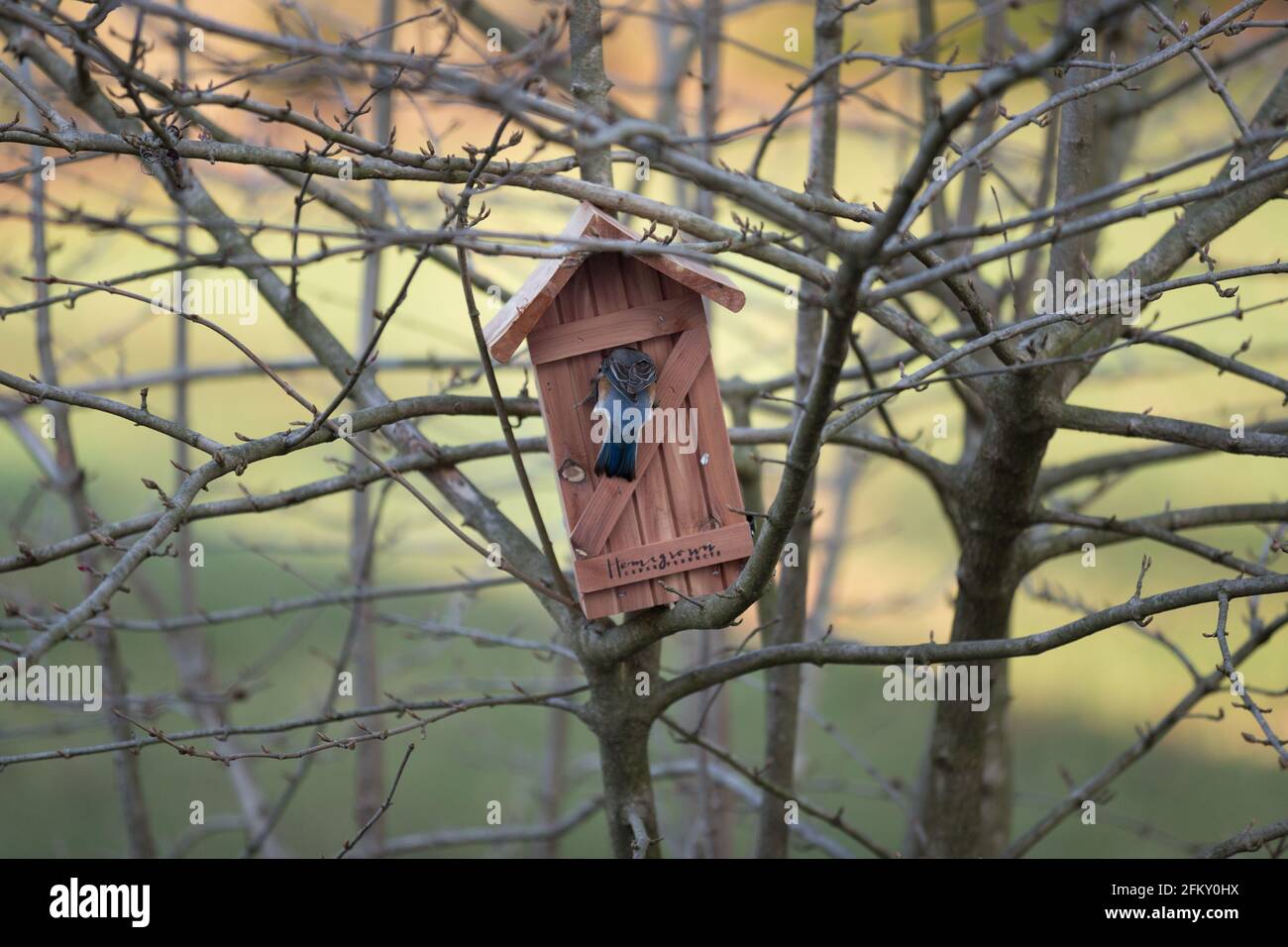 Male bluebird looks inside cedar birdhouse in springtime Stock Photo ...