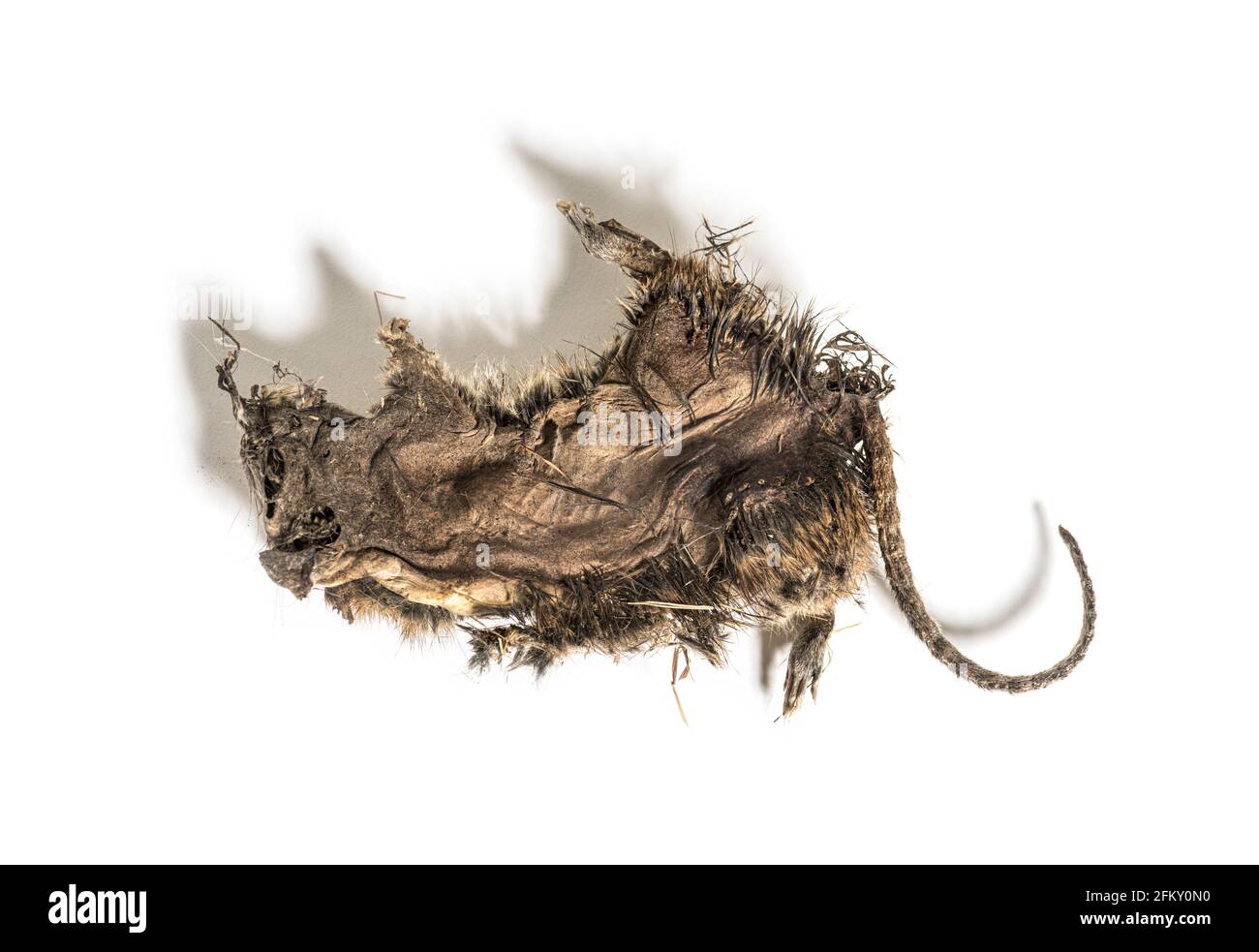 Dry rat In state of decomposition, isolated on white Stock Photo - Alamy