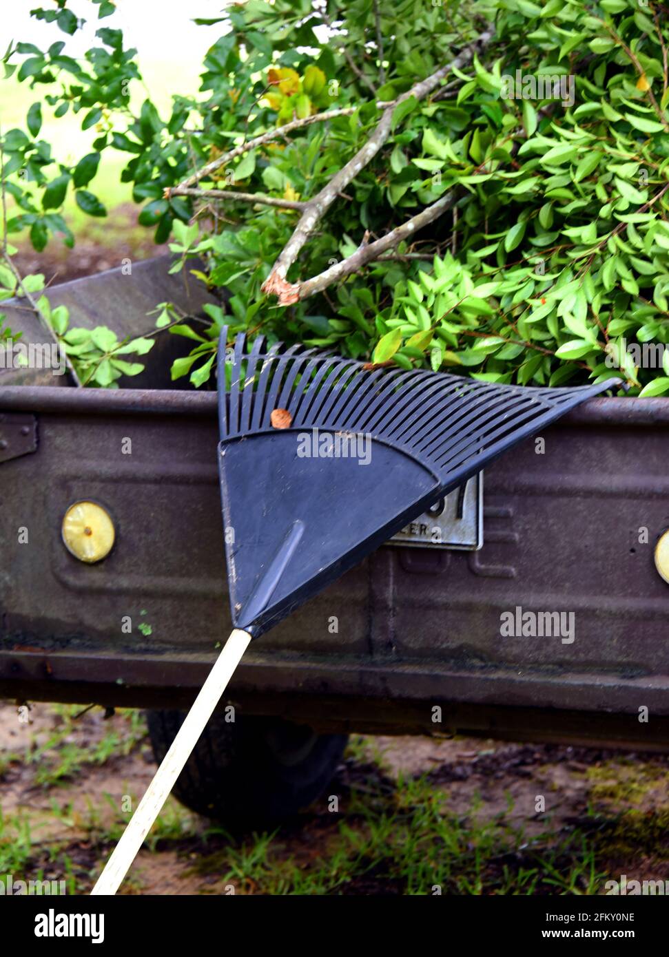 Cut limbs fill trailer. Black rake leans against the tailgate of ...