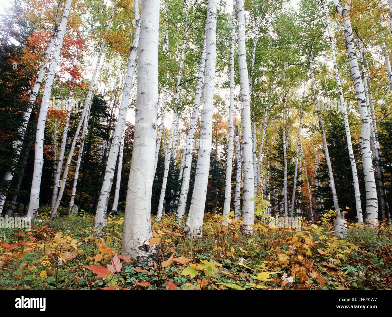Pinkham Notch autumn birch trees Stock Photo - Alamy